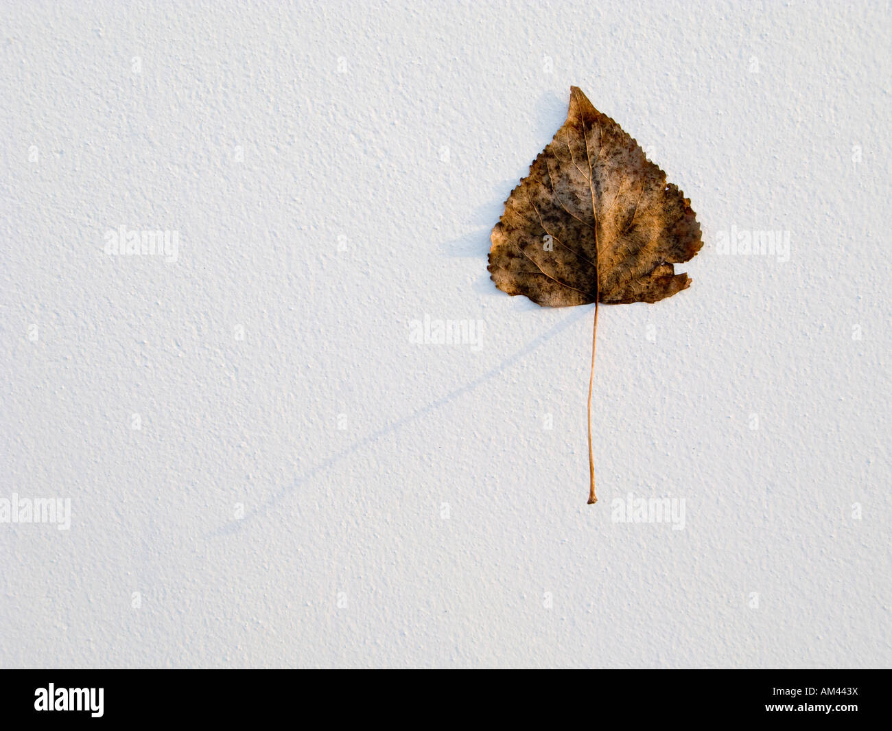 Leaf storm hi-res stock photography and images - Alamy