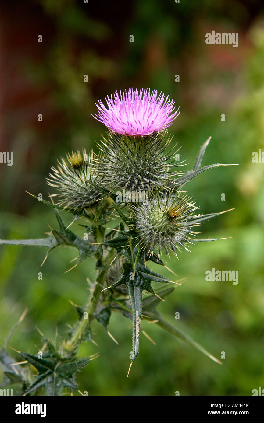 Close up of Cirsium vulgare Common Thistle flower greenery in summer ...