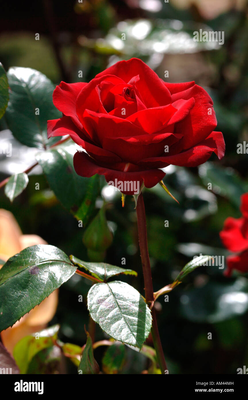 Ingrid bergman rose hi-res stock photography and images - Alamy