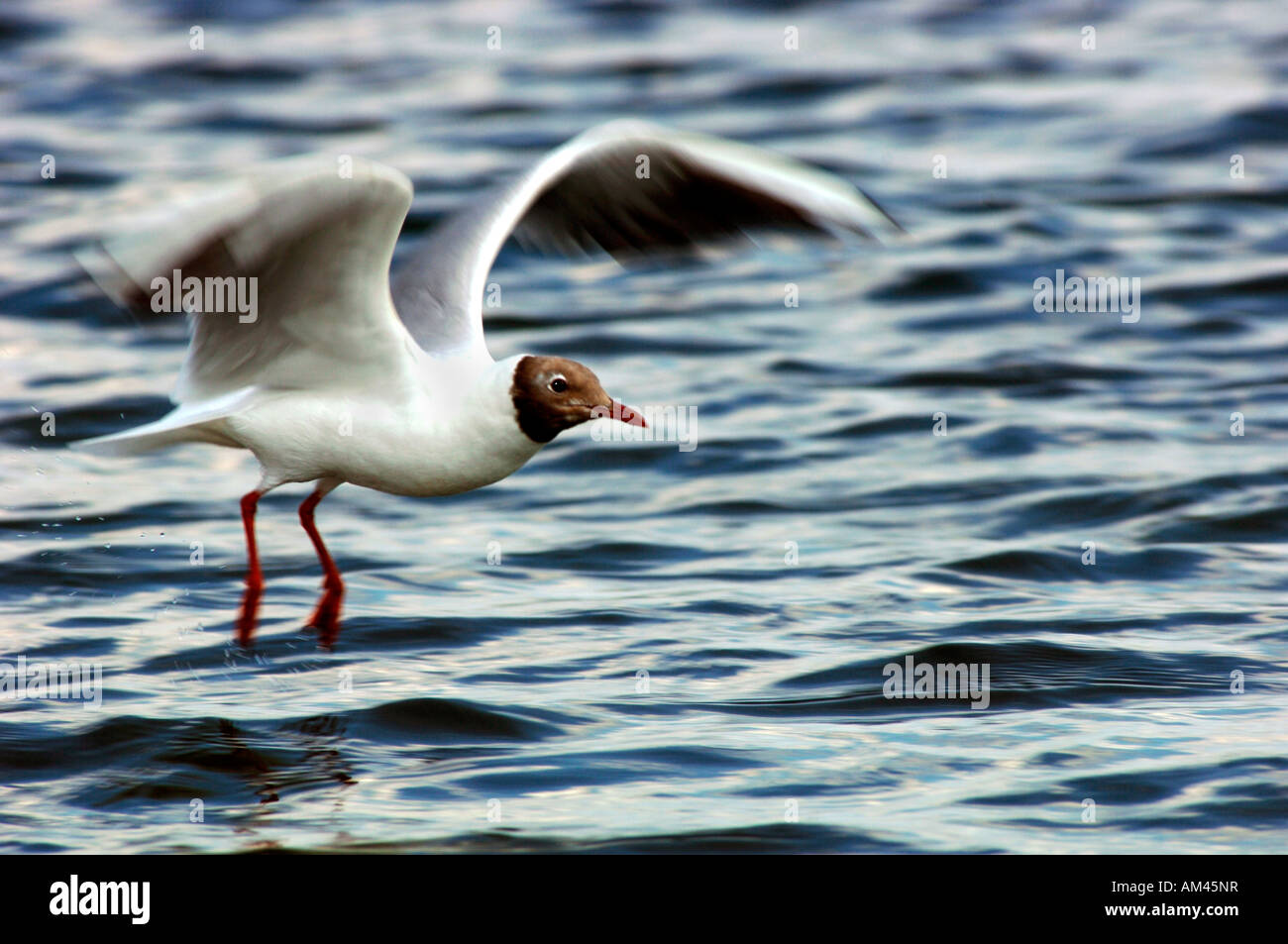 Black-Headed Gull.(Larus ridibundus)Taking Off From A Lakes Surface ...