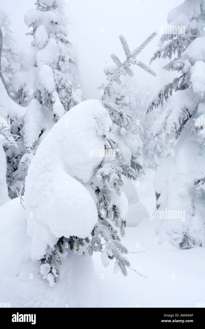 Canada, Quebec Province, Saguenay Region, Parc National des Monts Valin ...
