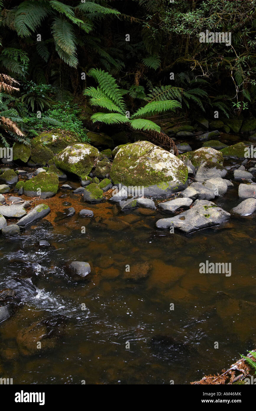 Stream Flowing Through Temperate Rain High Resolution Stock Photography ...