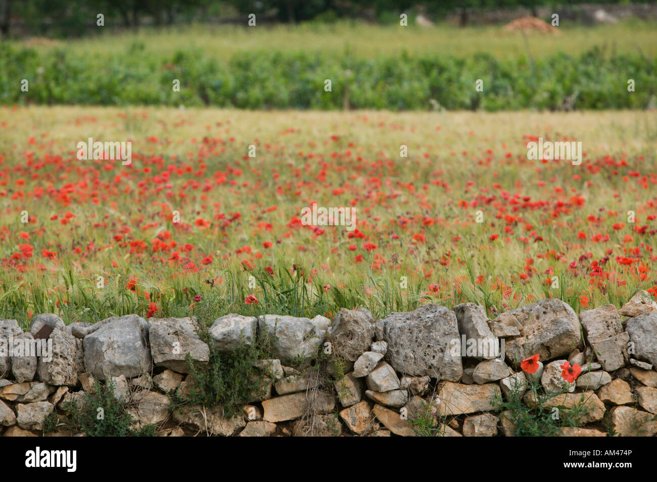 Italy, Puglia, Cisternino, Poppy Field & Stone Wall Stock Photo - Alamy