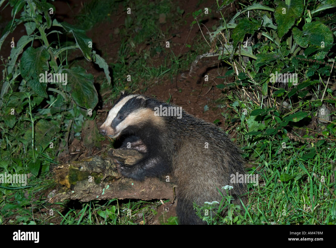 Badger (Meles meles Stock Photo - Alamy