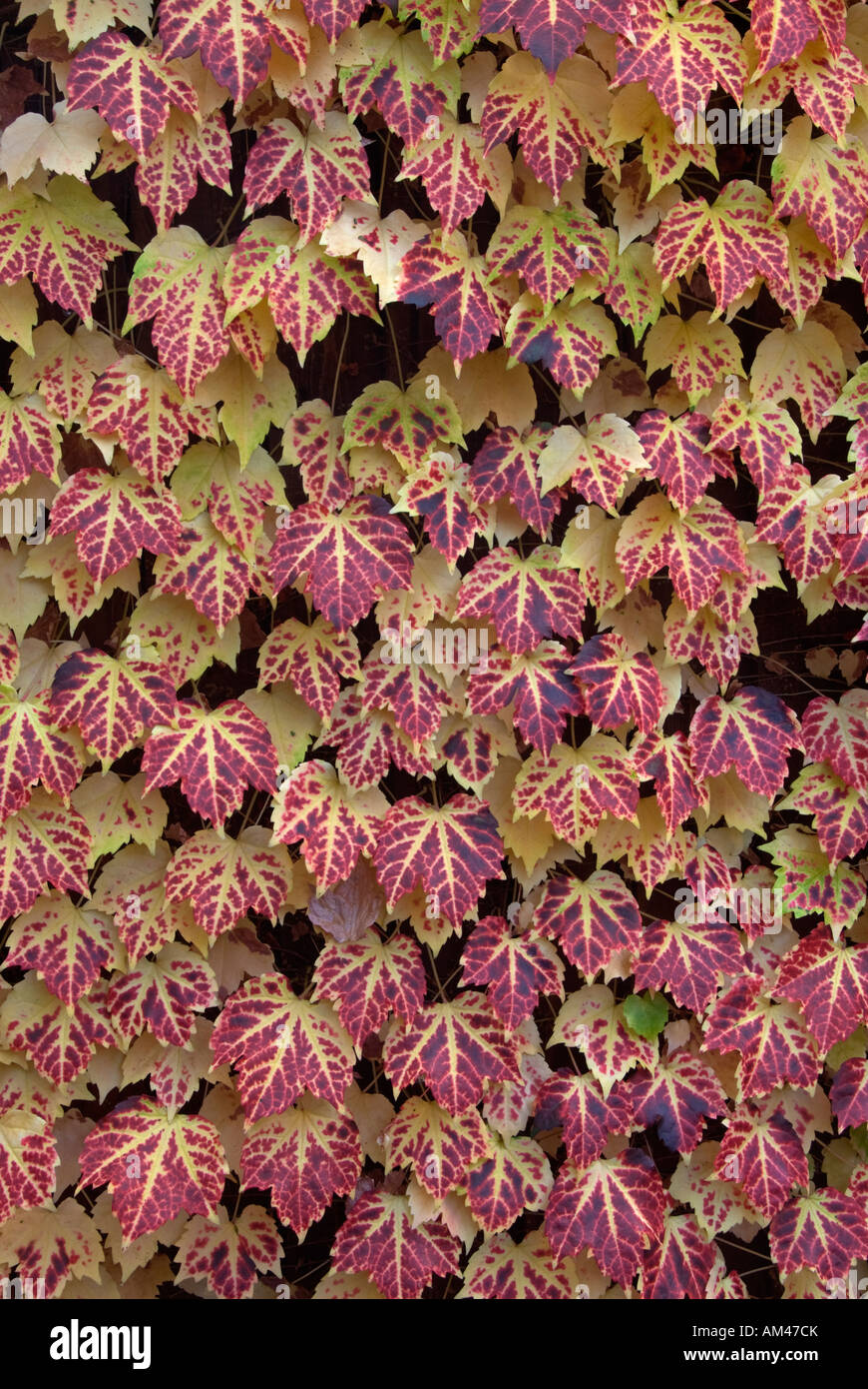 Boston Ivy (Parthenocissus tricuspidata Veitchii Stock Photo - Alamy