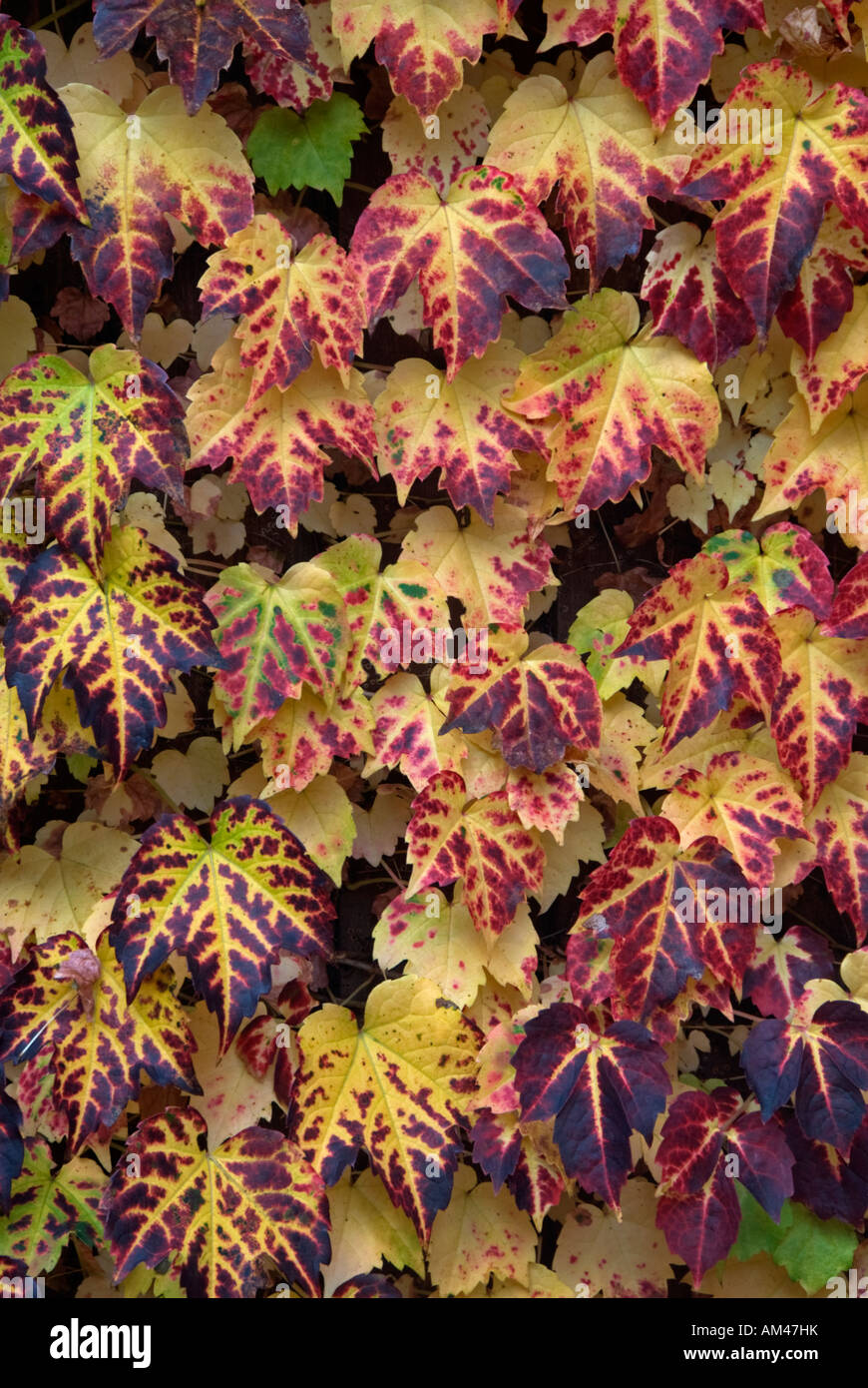 Boston Ivy (Parthenocissus tricuspidata Veitchii Stock Photo - Alamy