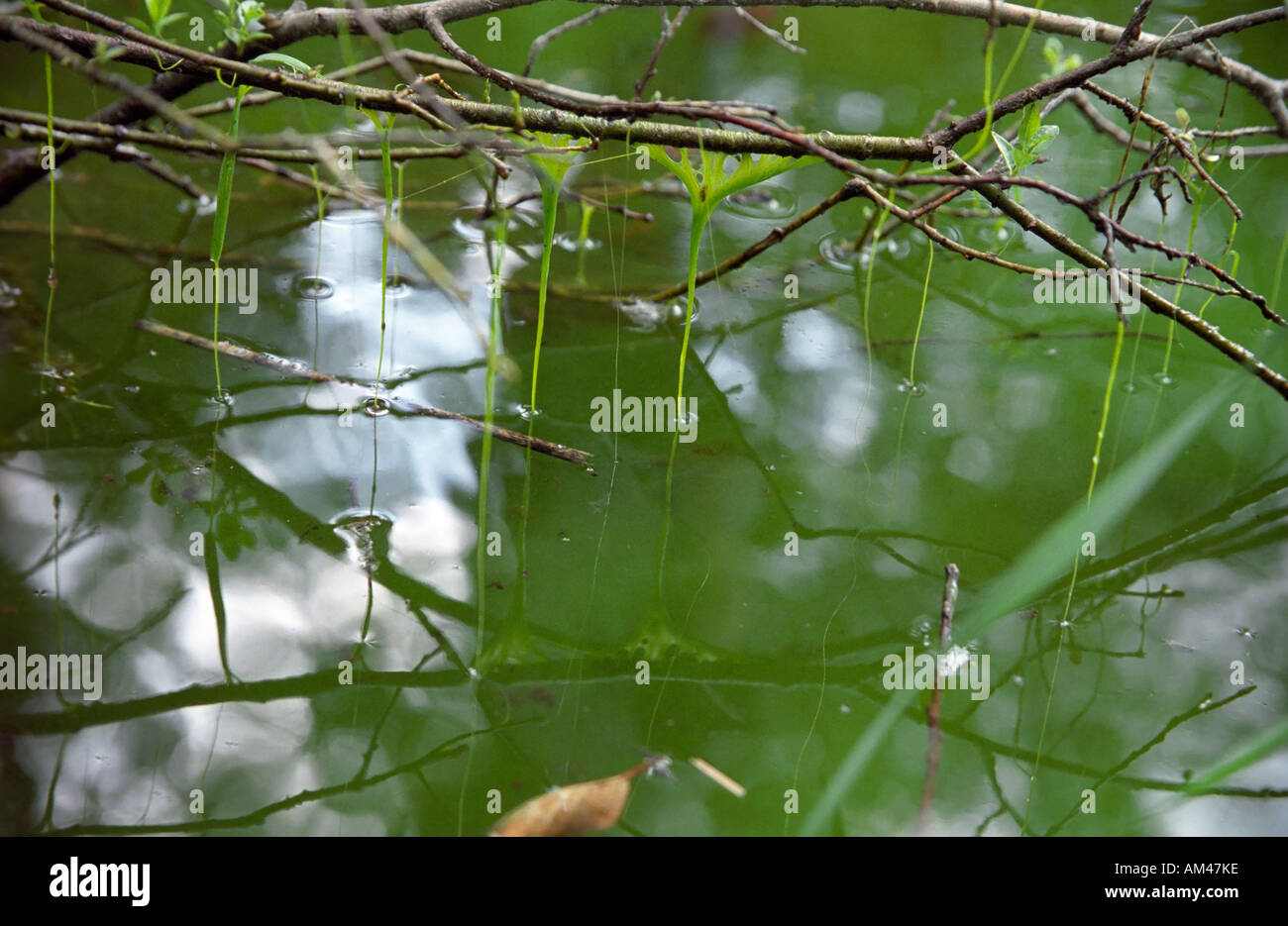 Green swamp algae in summer hi-res stock photography and images - Alamy
