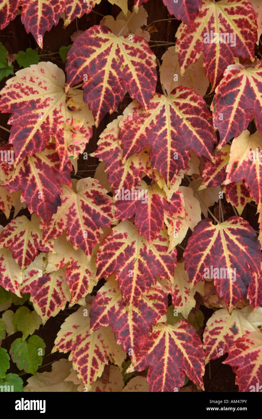 Veitchii boston ivy hi-res stock photography and images - Alamy