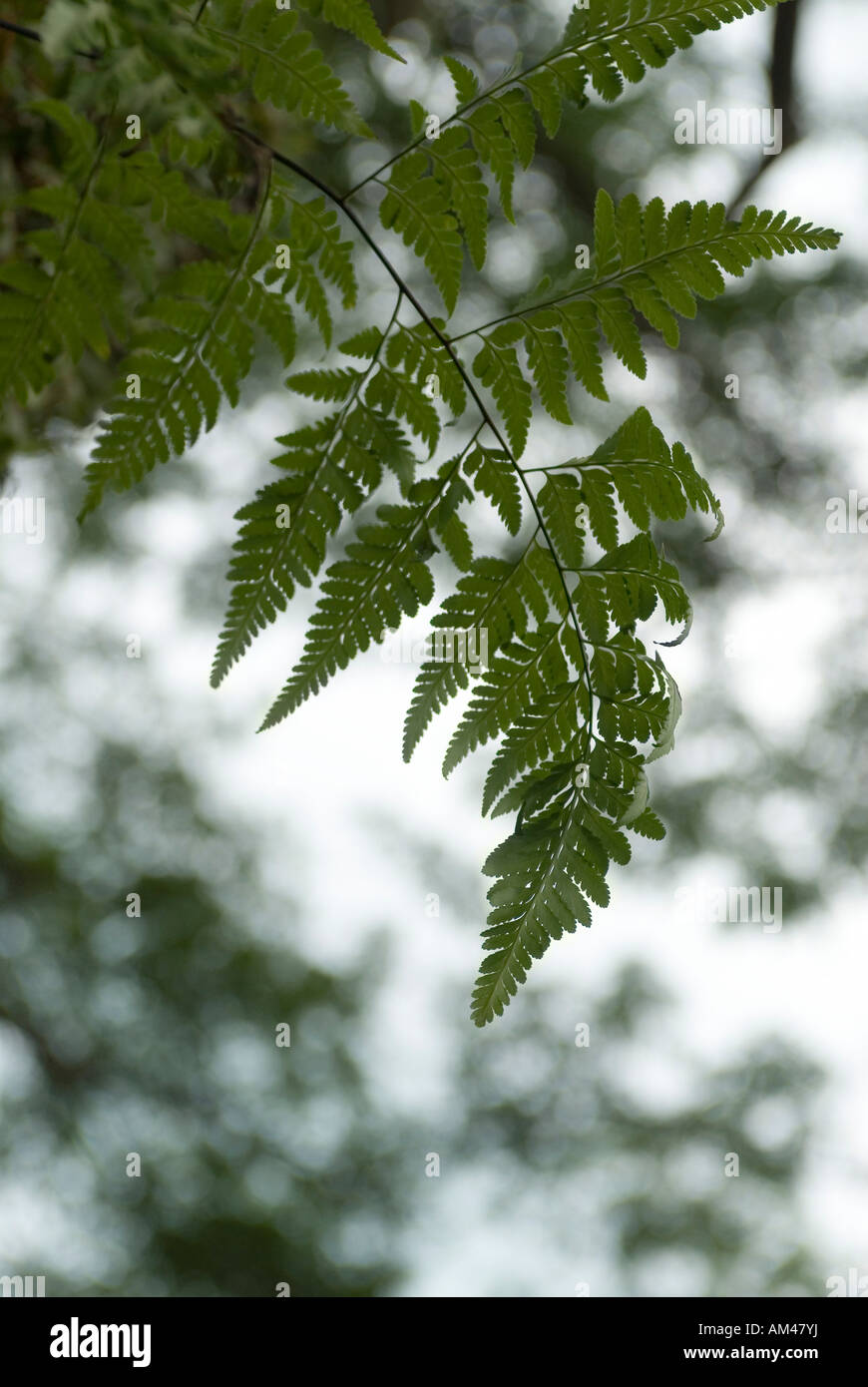 Close-up of leaves of a tree Stock Photo - Alamy