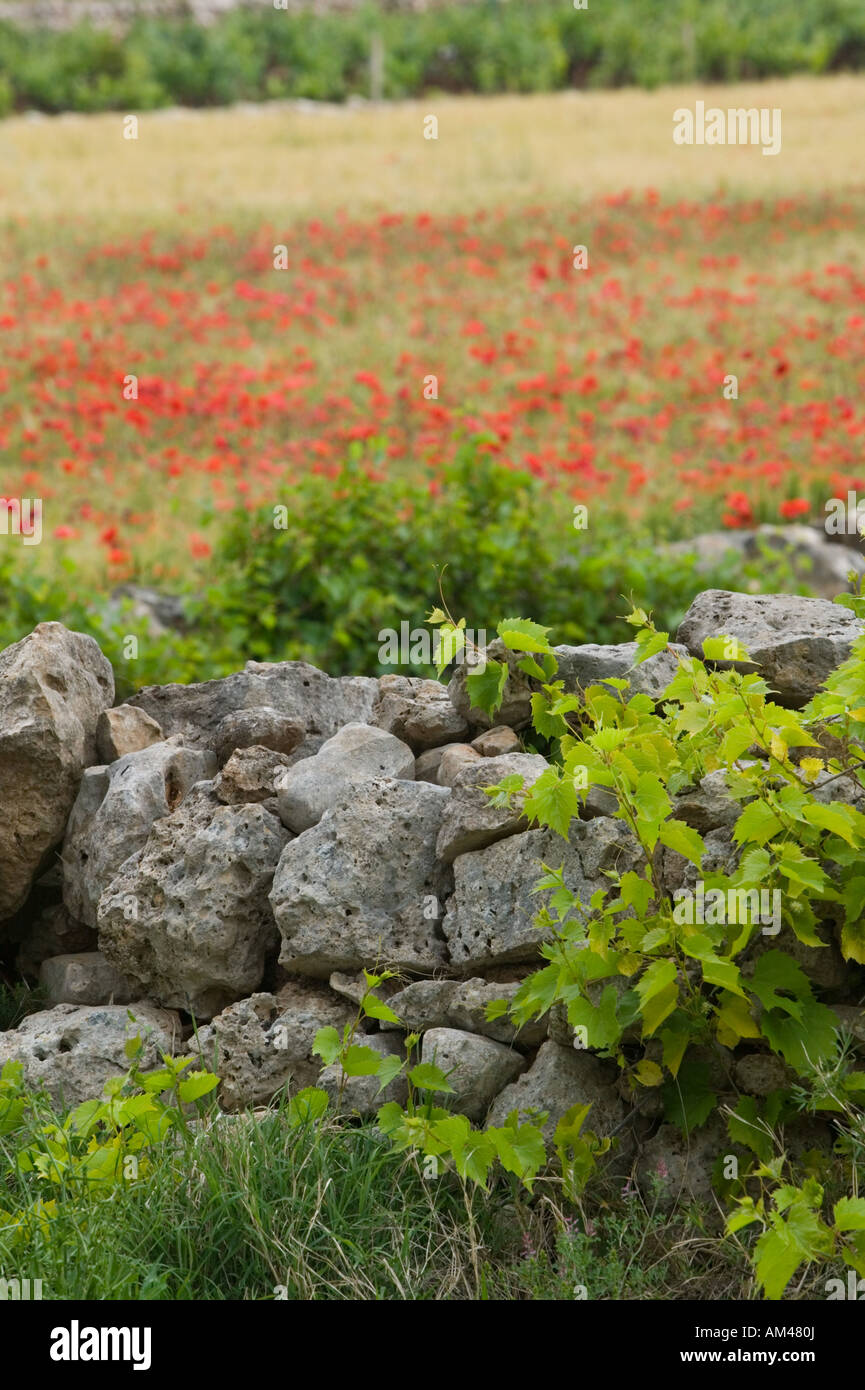 Italy, Puglia, Cisternino, Poppy Field & Stone Wall Stock Photo - Alamy