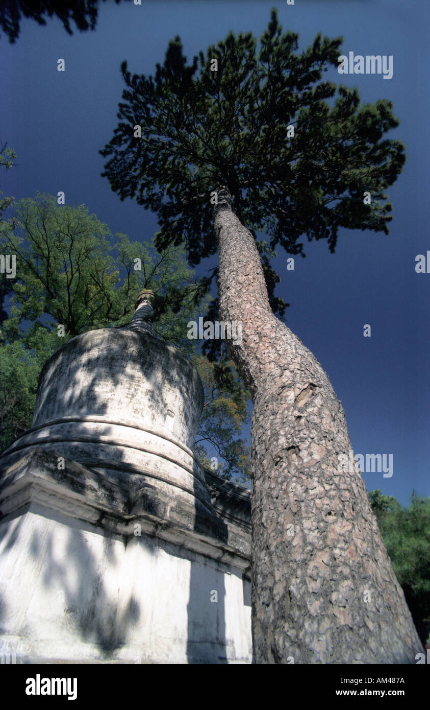 Low view of a tree and ornament inside a monastery around Beijing China ...