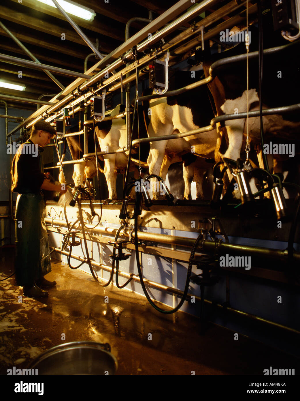 Farmer milking cows in milking parlour Stock Photo - Alamy