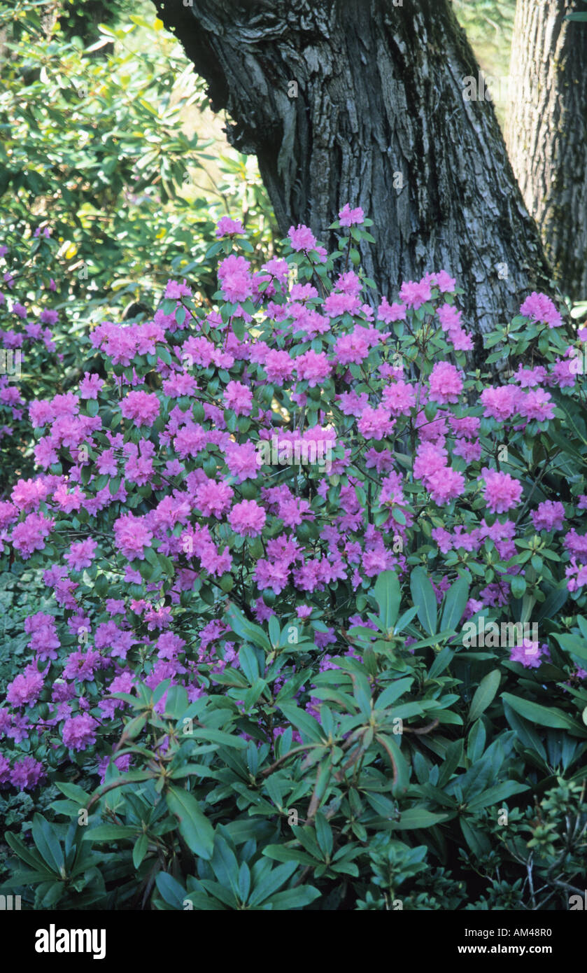 Flowering Rhododendron in Babite Rhododendron park Latvia Stock Photo ...