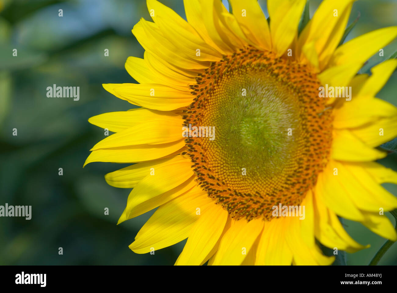 Annulus hi-res stock photography and images - Alamy
