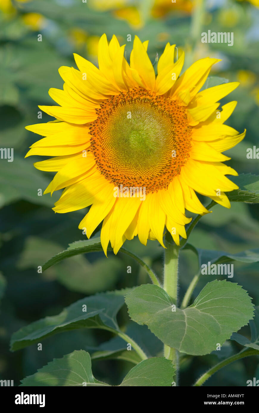 Annulus hi-res stock photography and images - Alamy