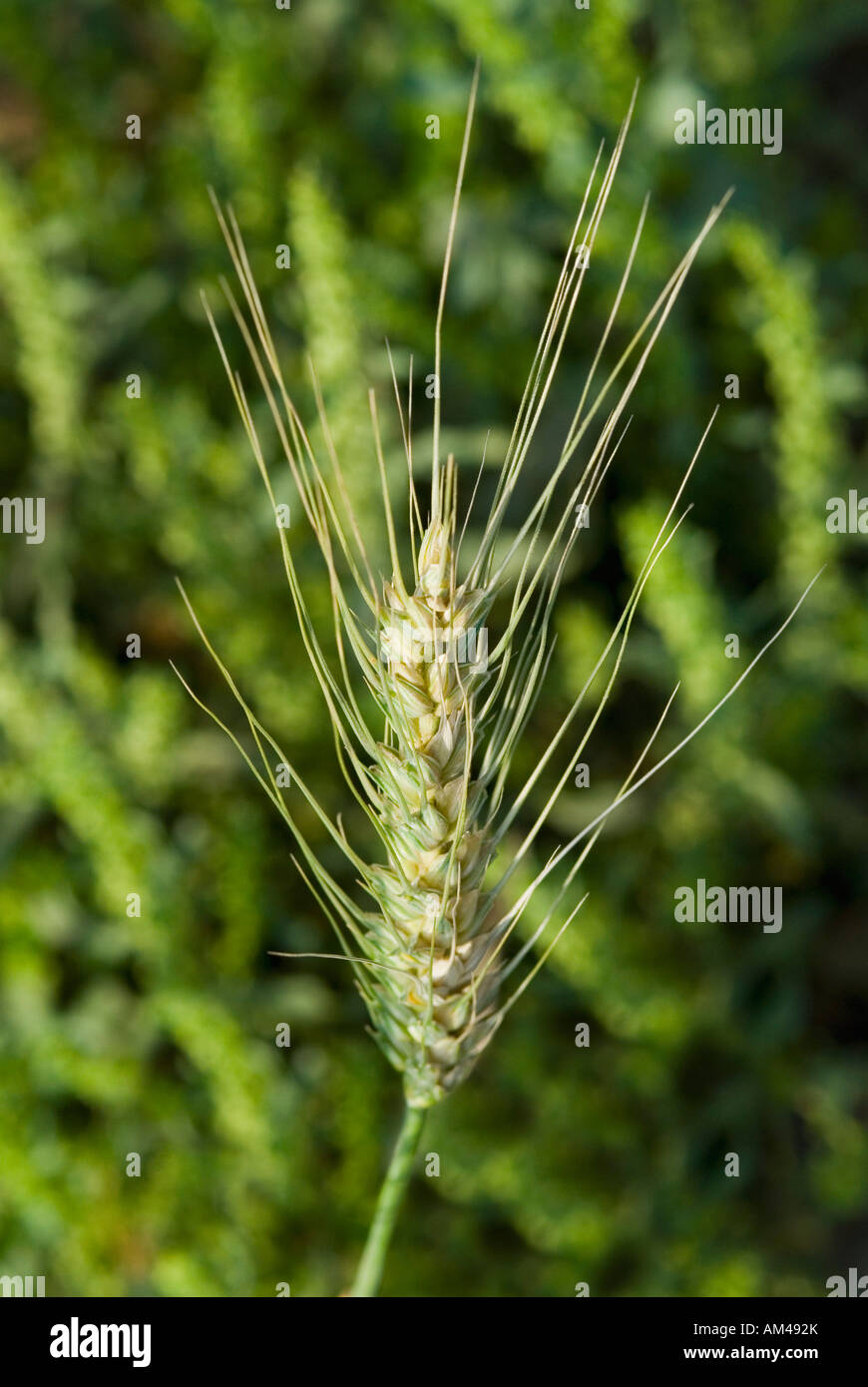 Close-up of a wheat crop Stock Photo - Alamy