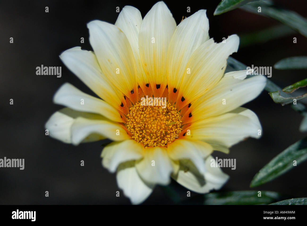 Daisy graham hi-res stock photography and images - Alamy