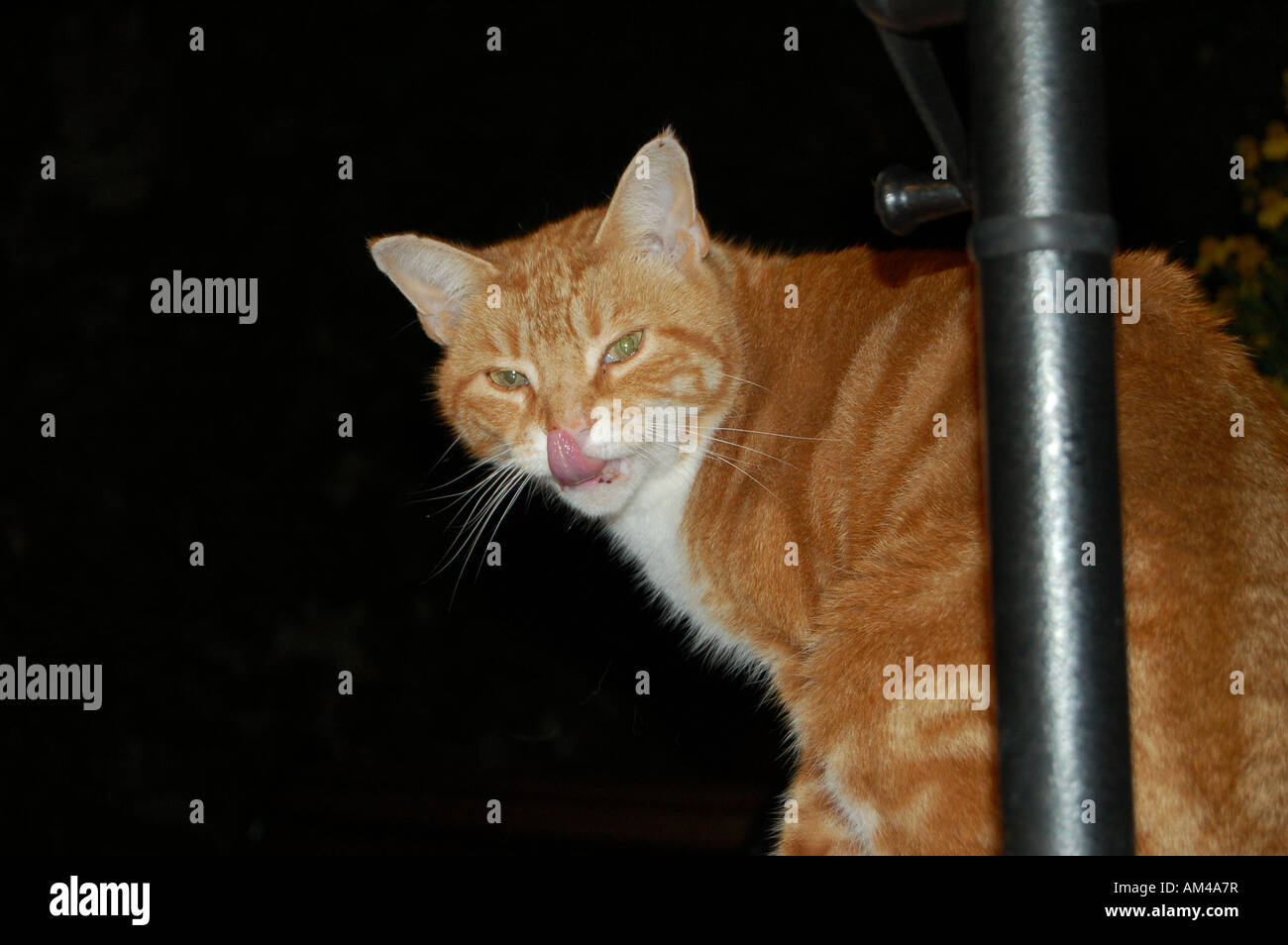 Cat at night Stock Photo - Alamy