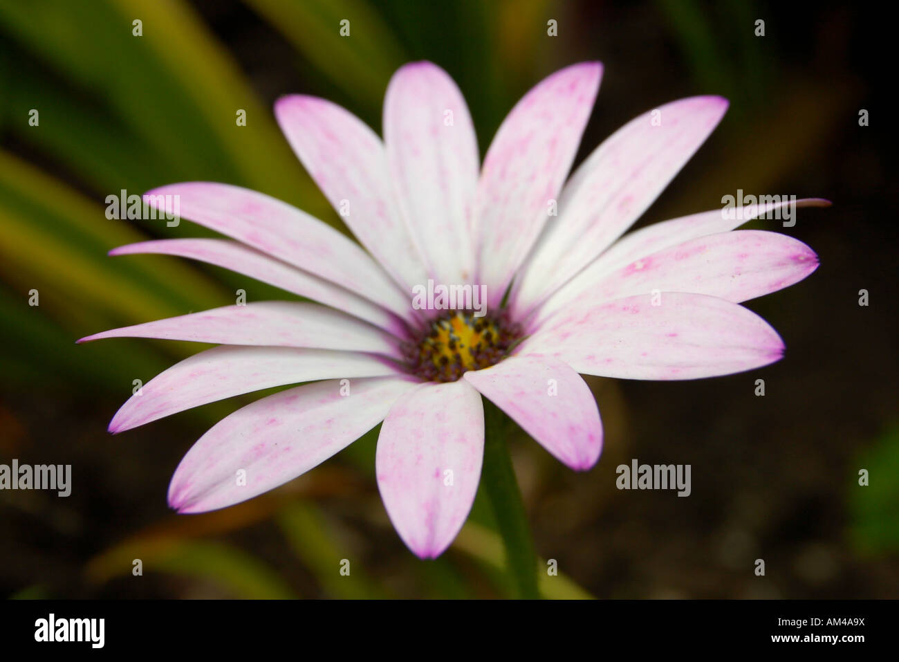 Daisy close up Stock Photo - Alamy