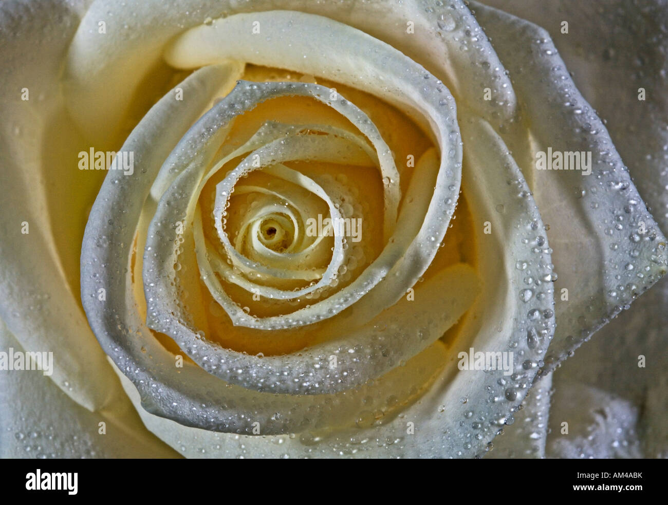 Ivory rose hi-res stock photography and images - Alamy