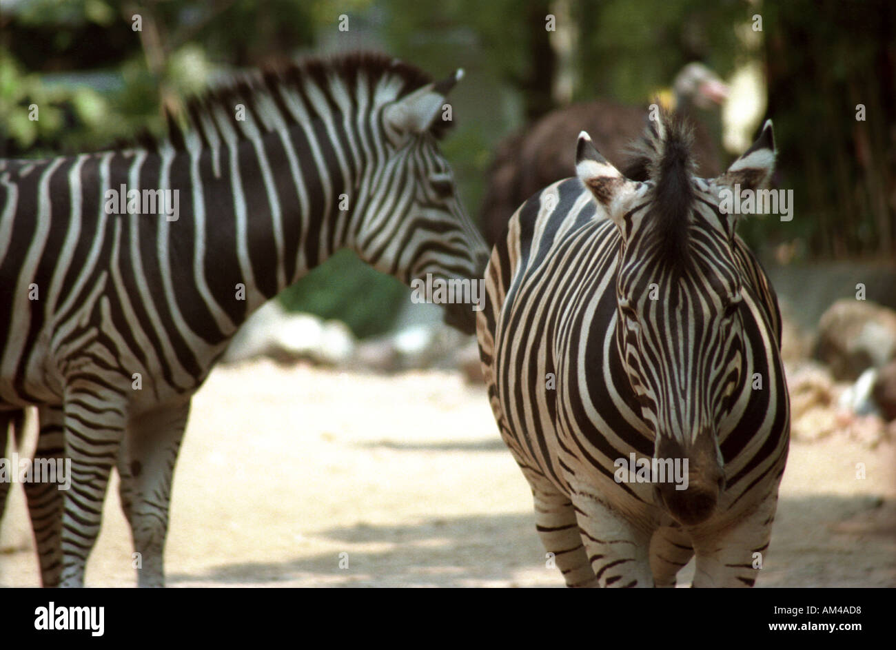 Two zebras in captivity Stock Photo - Alamy