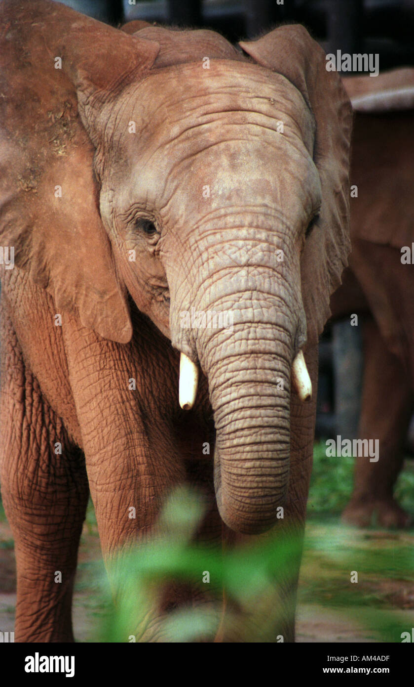 Portrait of Asian elephant Stock Photo - Alamy