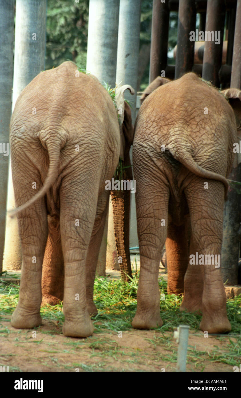 Back view of two Asian elephants Stock Photo - Alamy