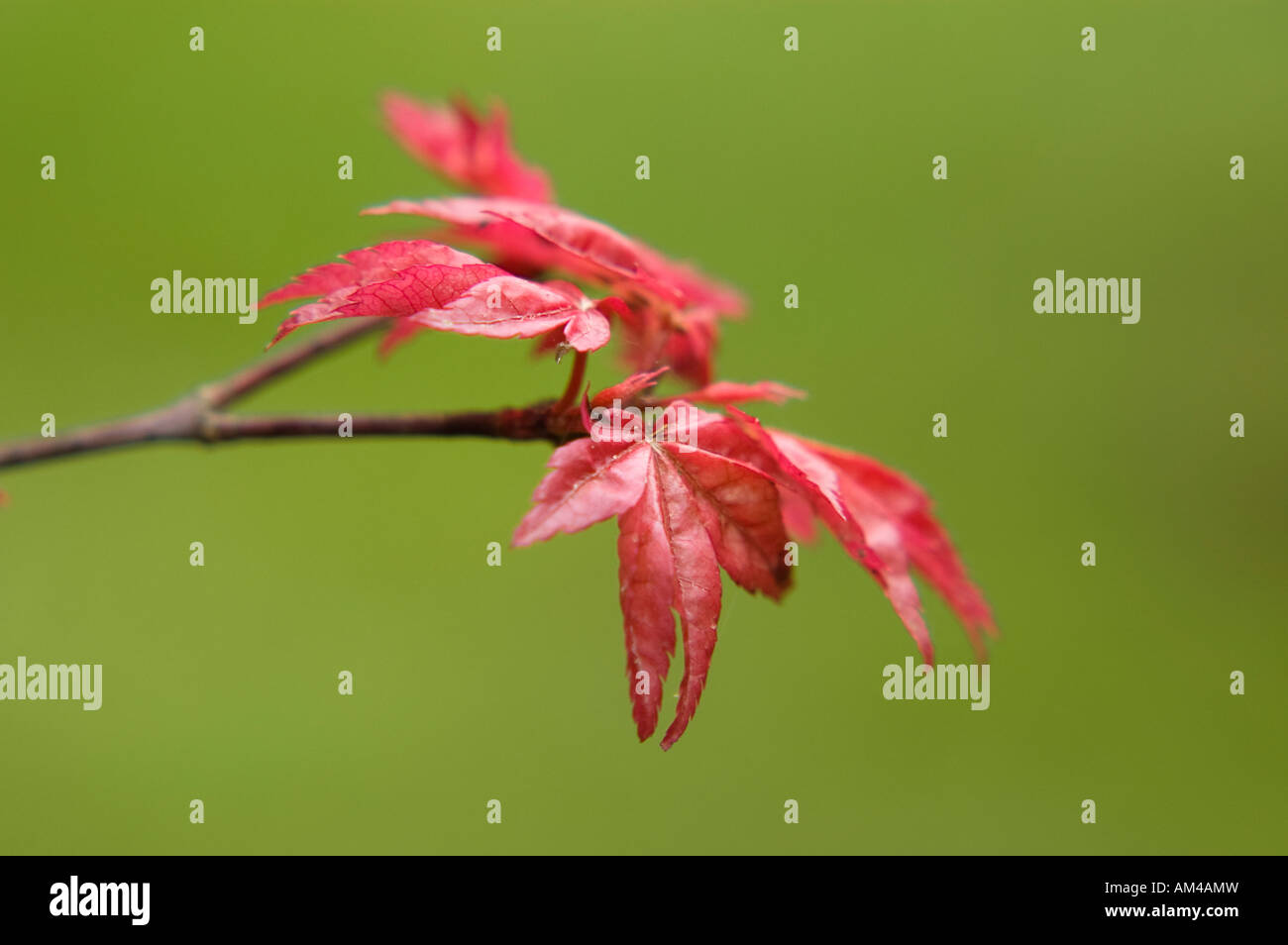 Close up Japanese maple Stock Photo - Alamy