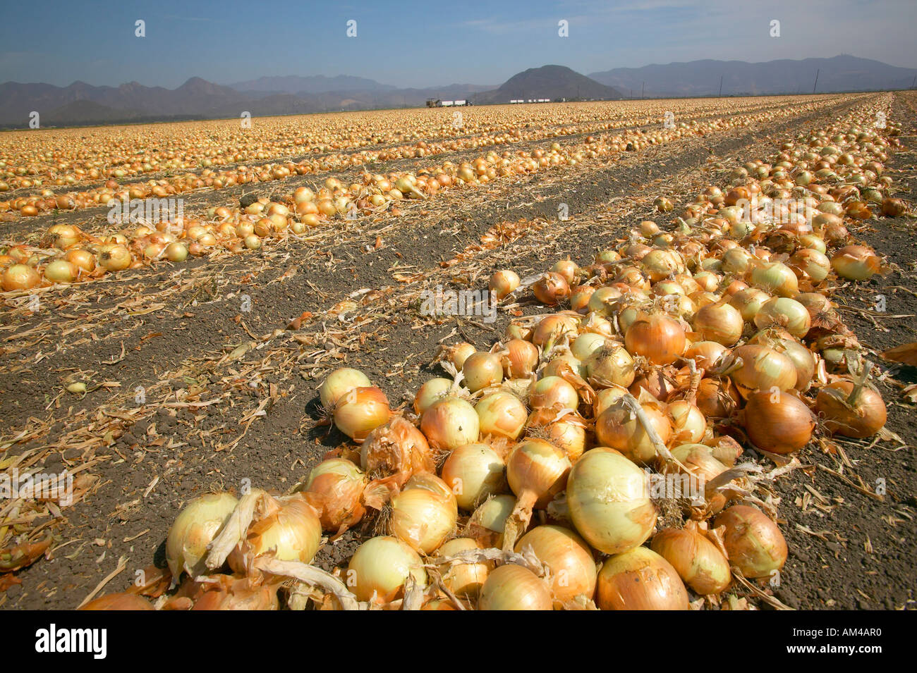 Giant onion field in Oxnard California Stock Photo - Alamy