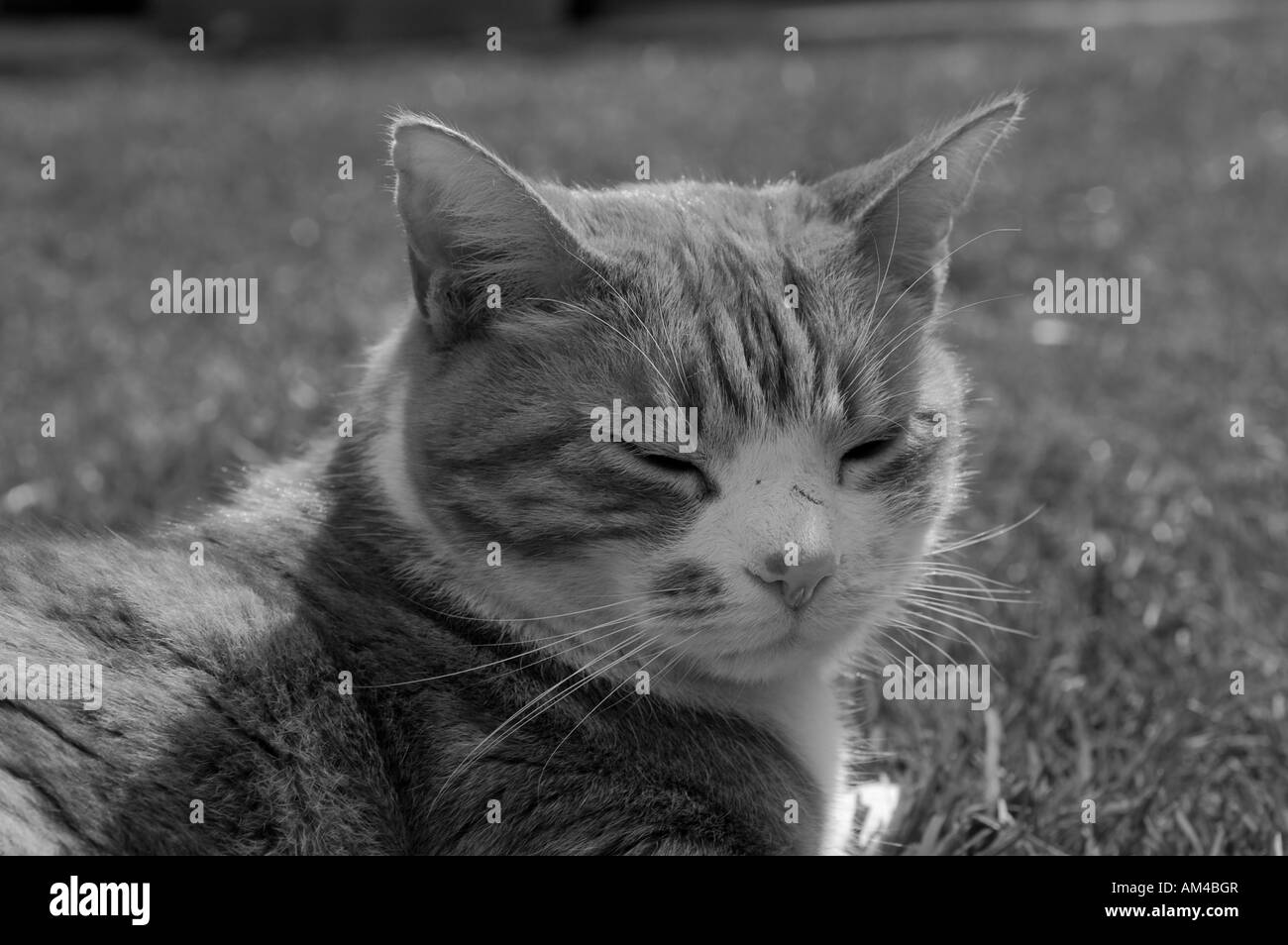 Black and white cat in the sun Black and White Stock Photos & Images ...