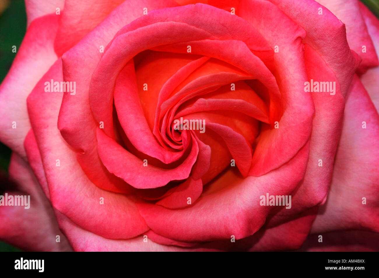Nostalgia rose hi-res stock photography and images - Alamy