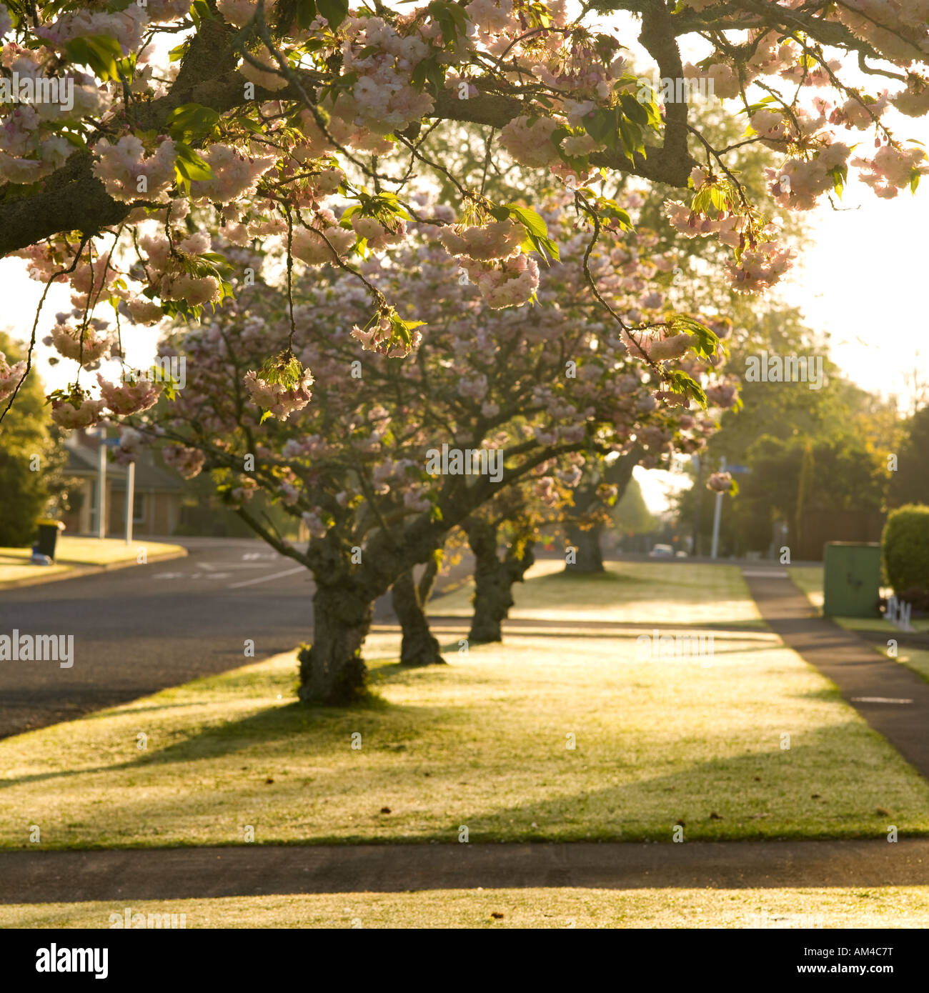 row of cherry trees Stock Photo - Alamy