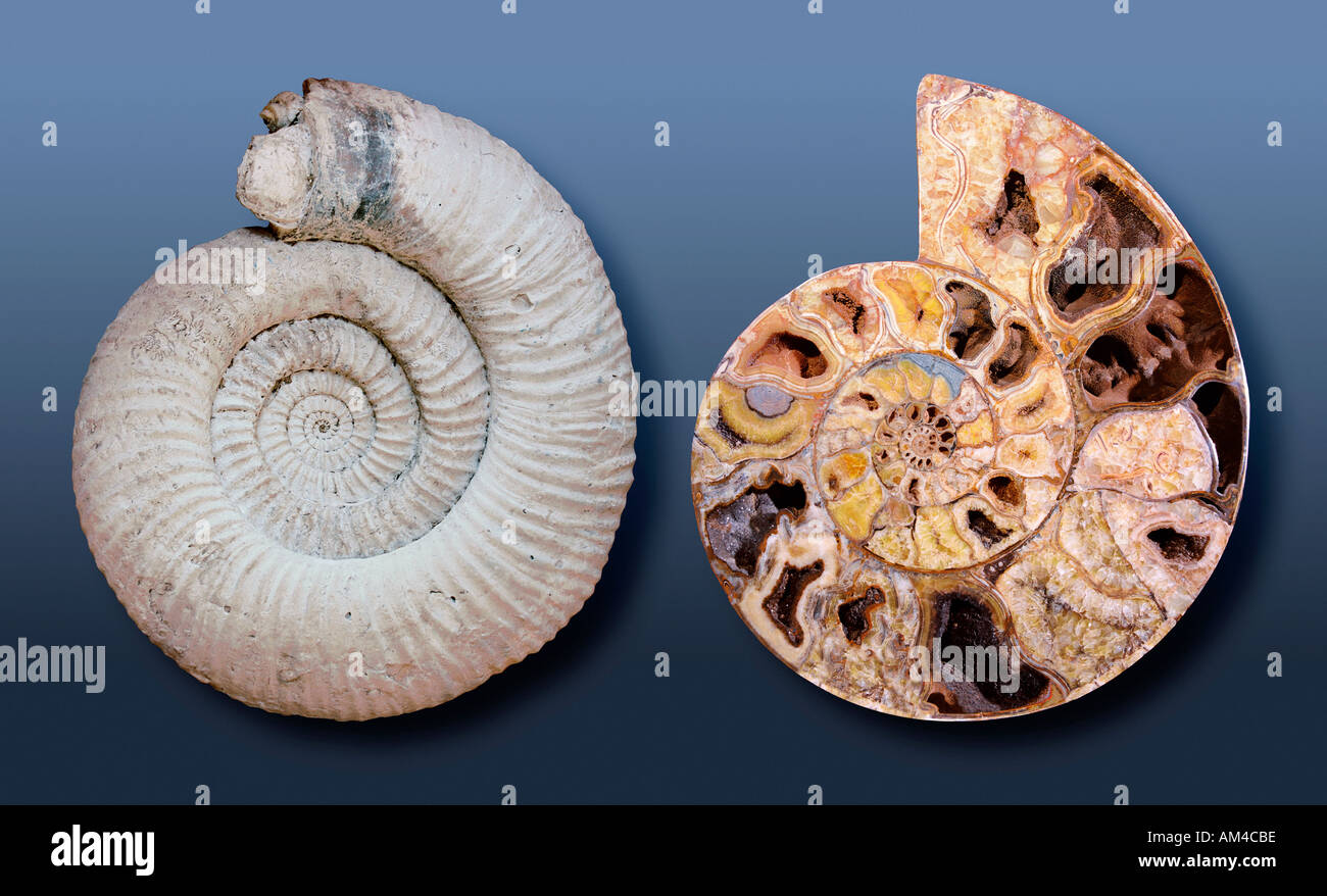 Ammonite fossils cut in half showing the inside and outside Stock Photo ...