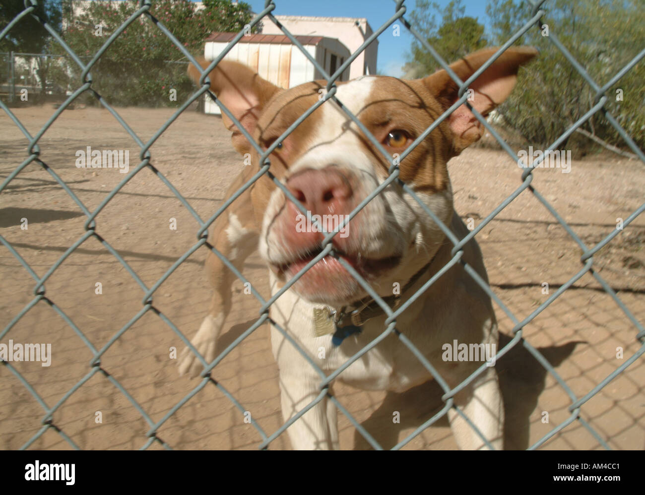 Dog behind the fence hi-res stock photography and images - Alamy