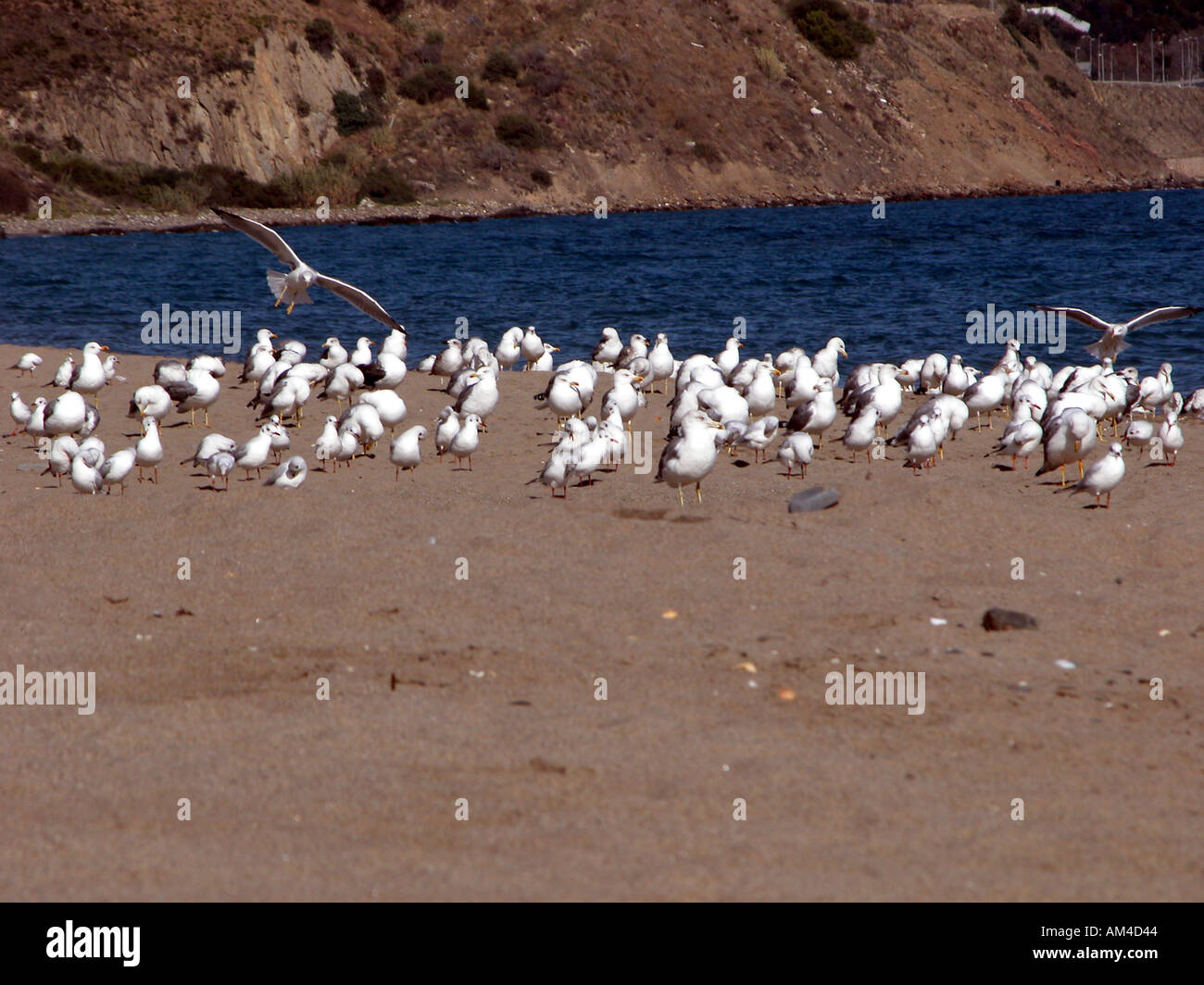Mixed Flock of Gulls on the beach beaches Carvajal Fuengirola Costa del ...