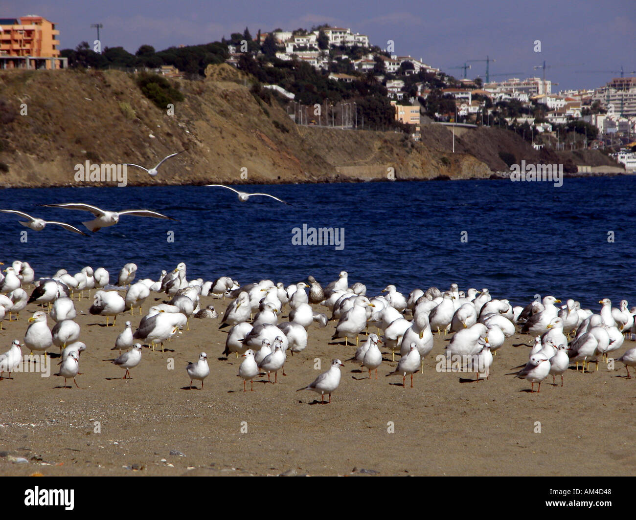 Mixed Flock of Gulls on the beach beaches Carvajal Fuengirola Costa del ...