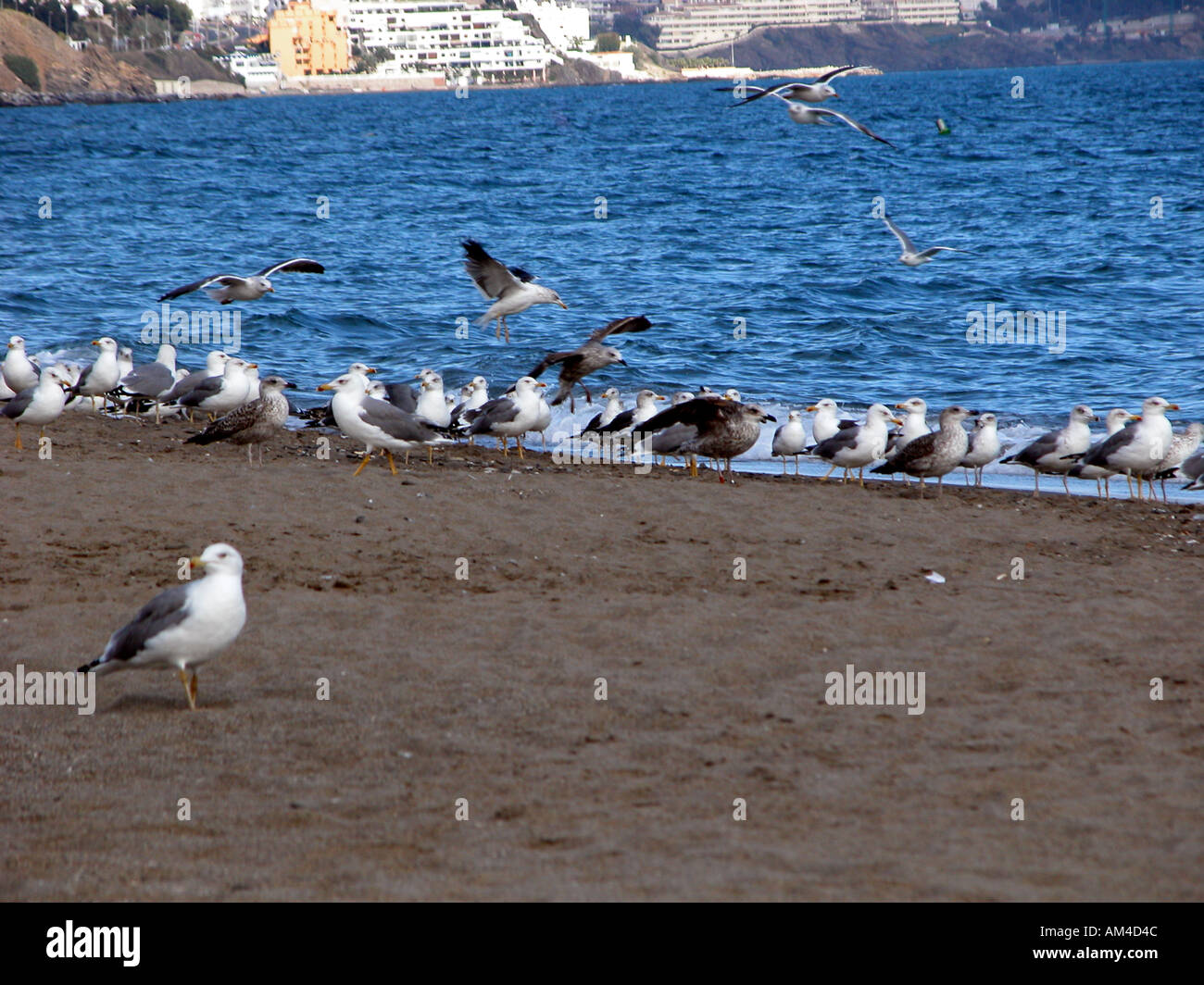 Mixed Flock of Gulls on the beach beaches Carvajal Fuengirola Costa del ...