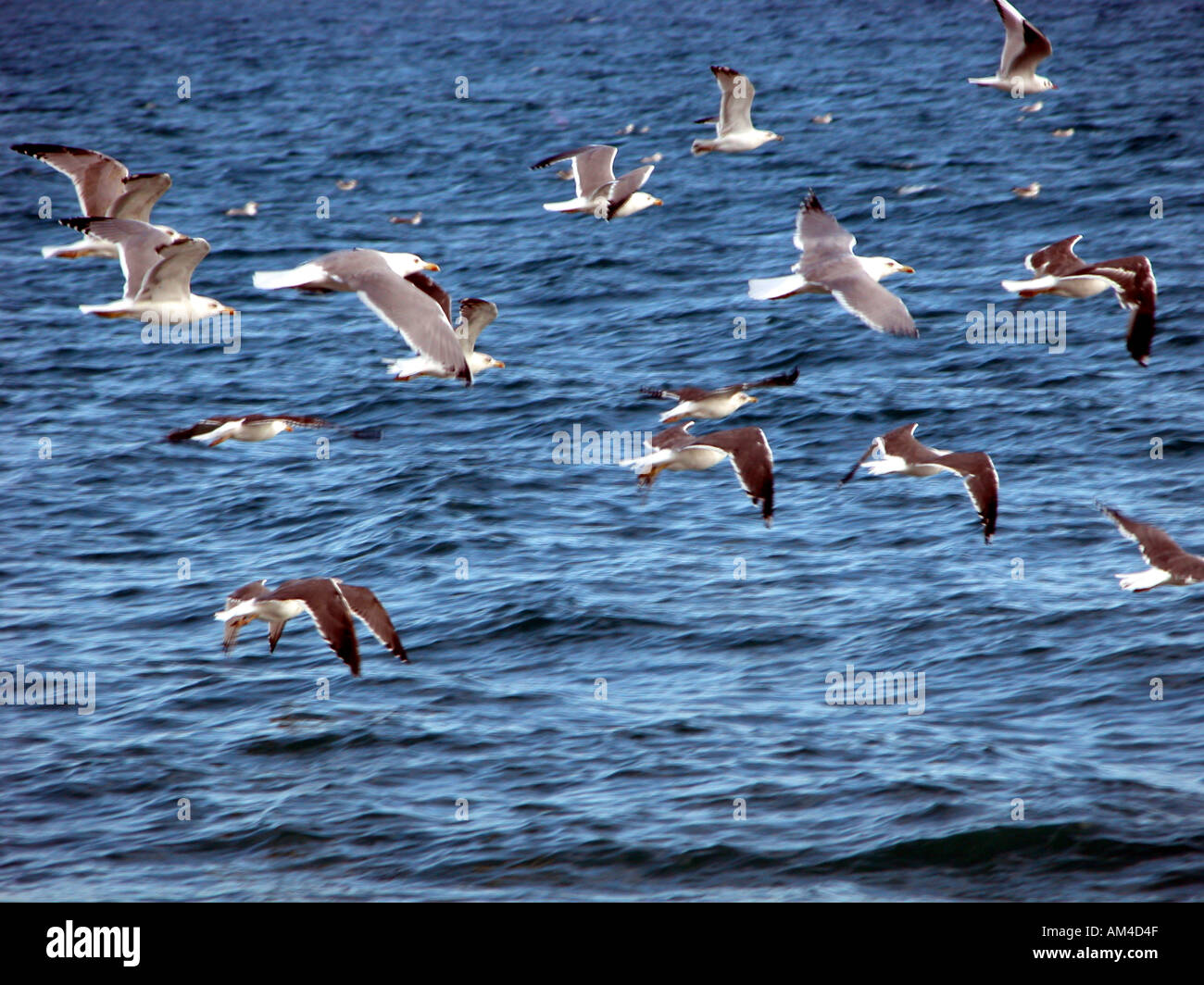 Mixed flock gulls in hi-res stock photography and images - Alamy