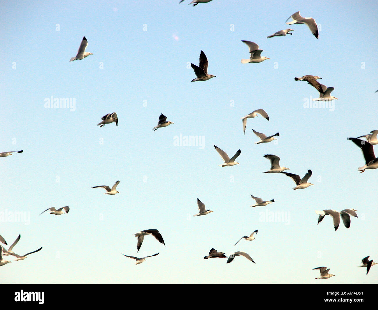Gulls in Flight against the Sky,Mediterranean Sea, Costa del Sol Spain ...