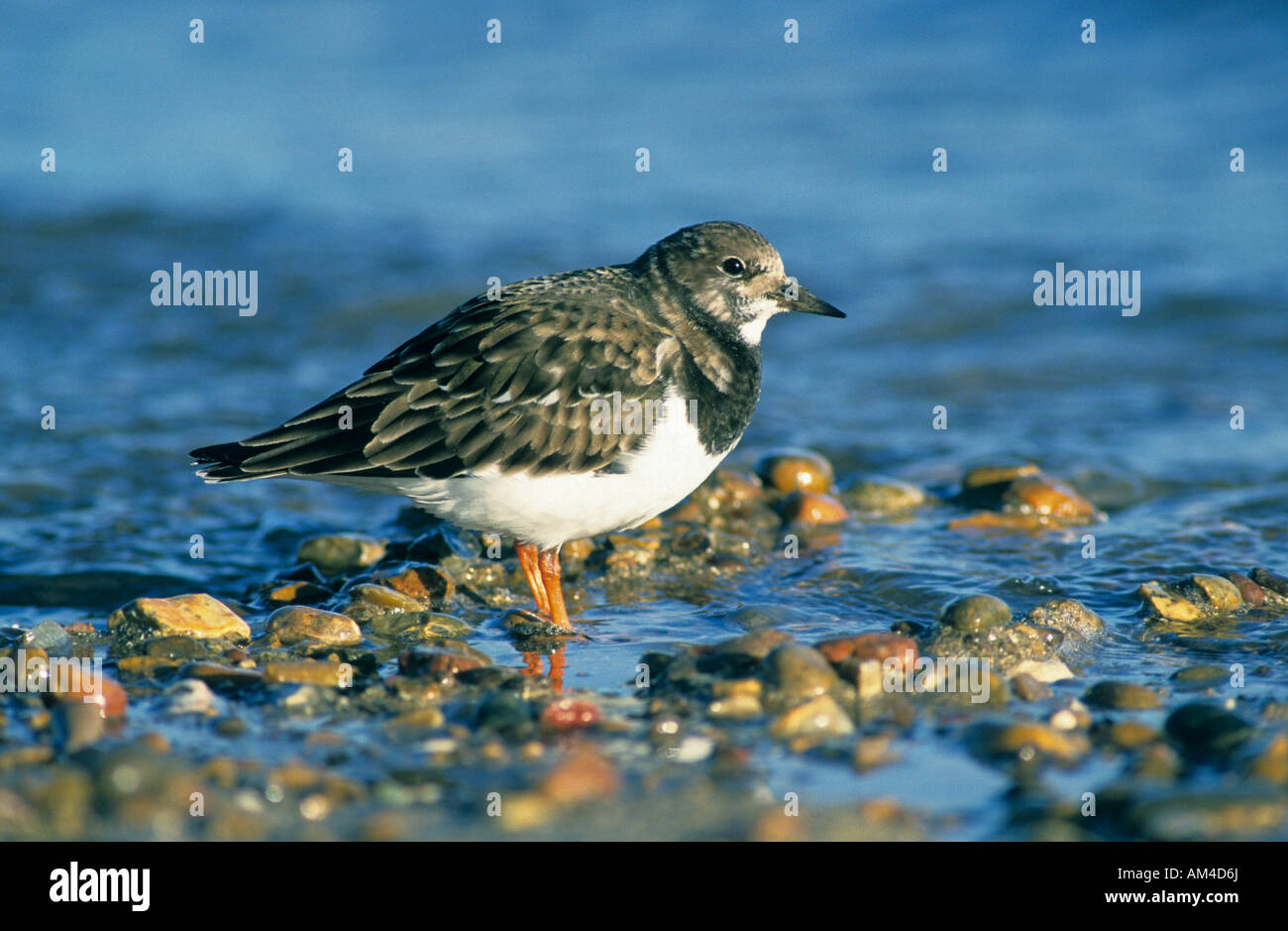 Turnstone Kent England Stock Photo - Alamy