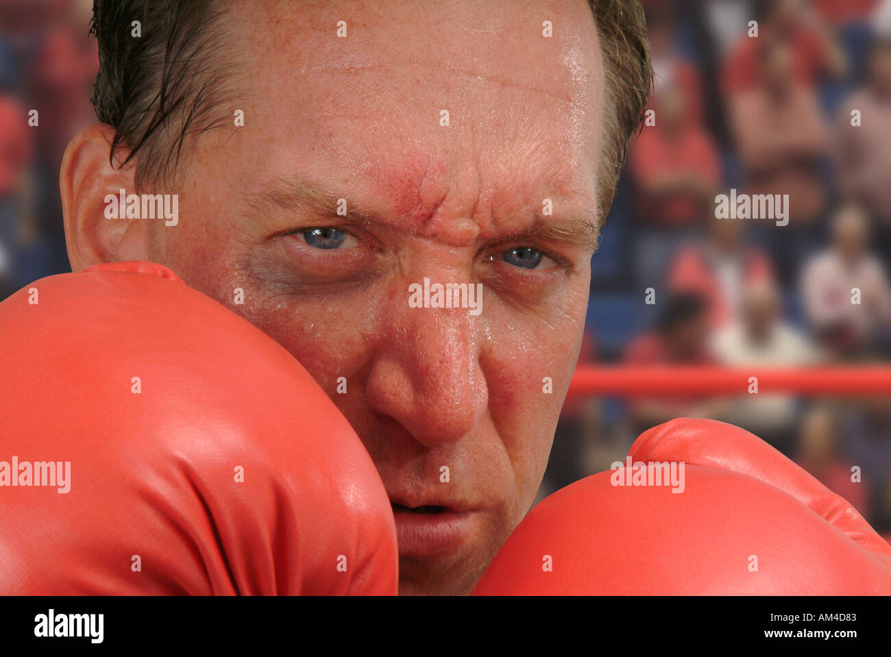 Boxer boxing match heavy weight middle weight hi-res stock photography ...