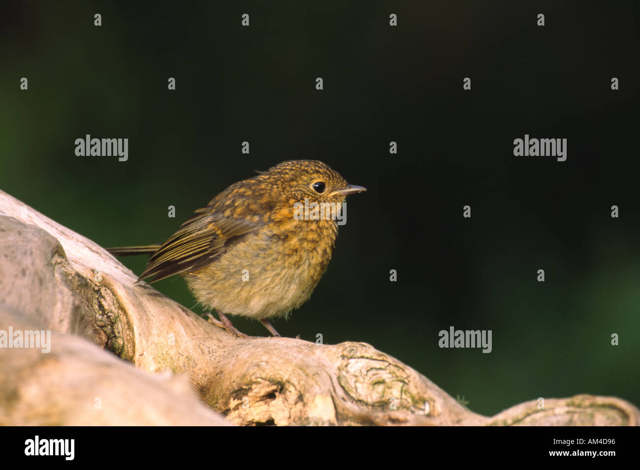 European robin chick Erithacus rubecula on log side view against dark ...