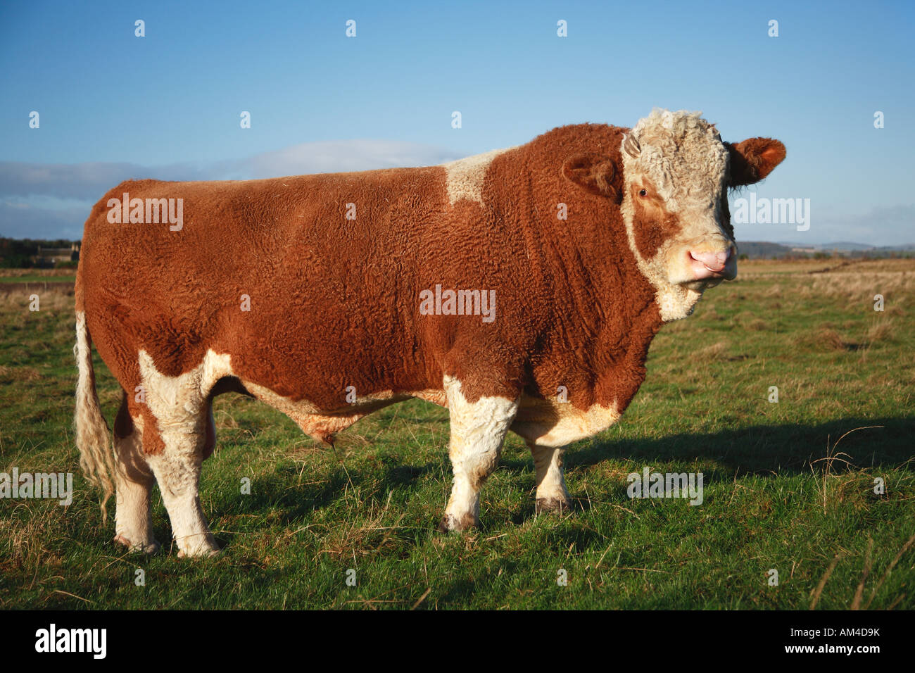 Bull in Field Stock Photo - Alamy