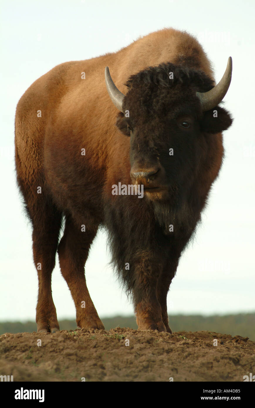 Buffalo hill hi-res stock photography and images - Alamy