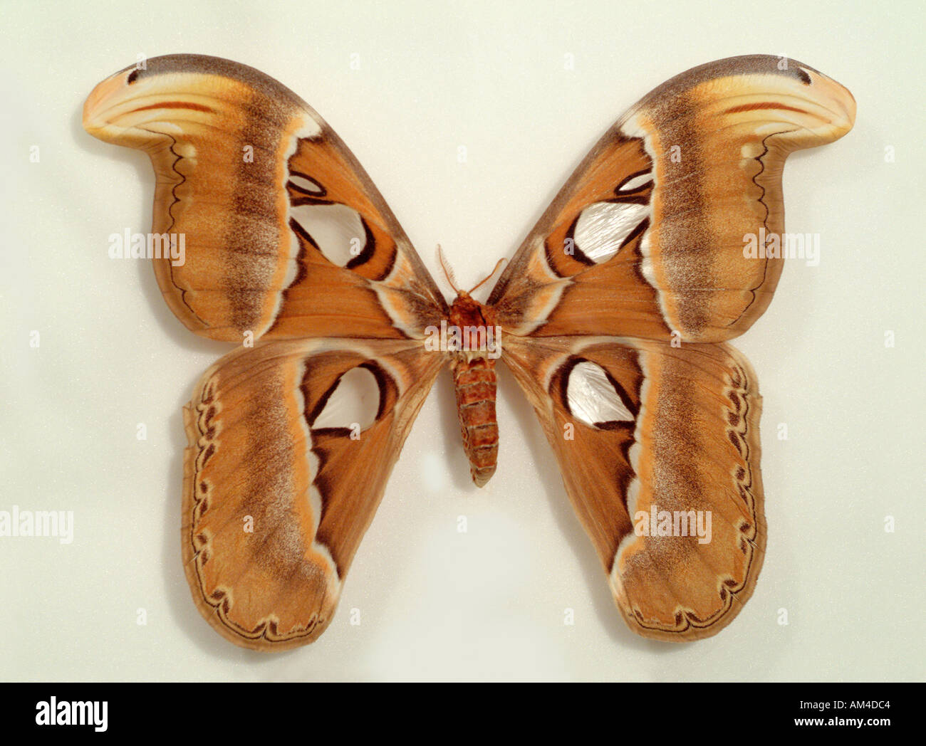 Moth butterflies butterfly hi-res stock photography and images - Alamy