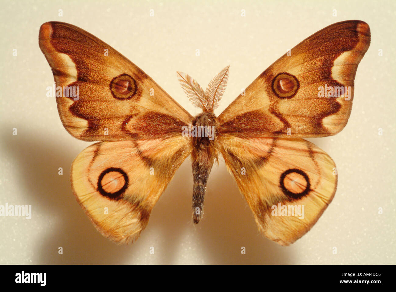 fancy yellow moth Stock Photo - Alamy
