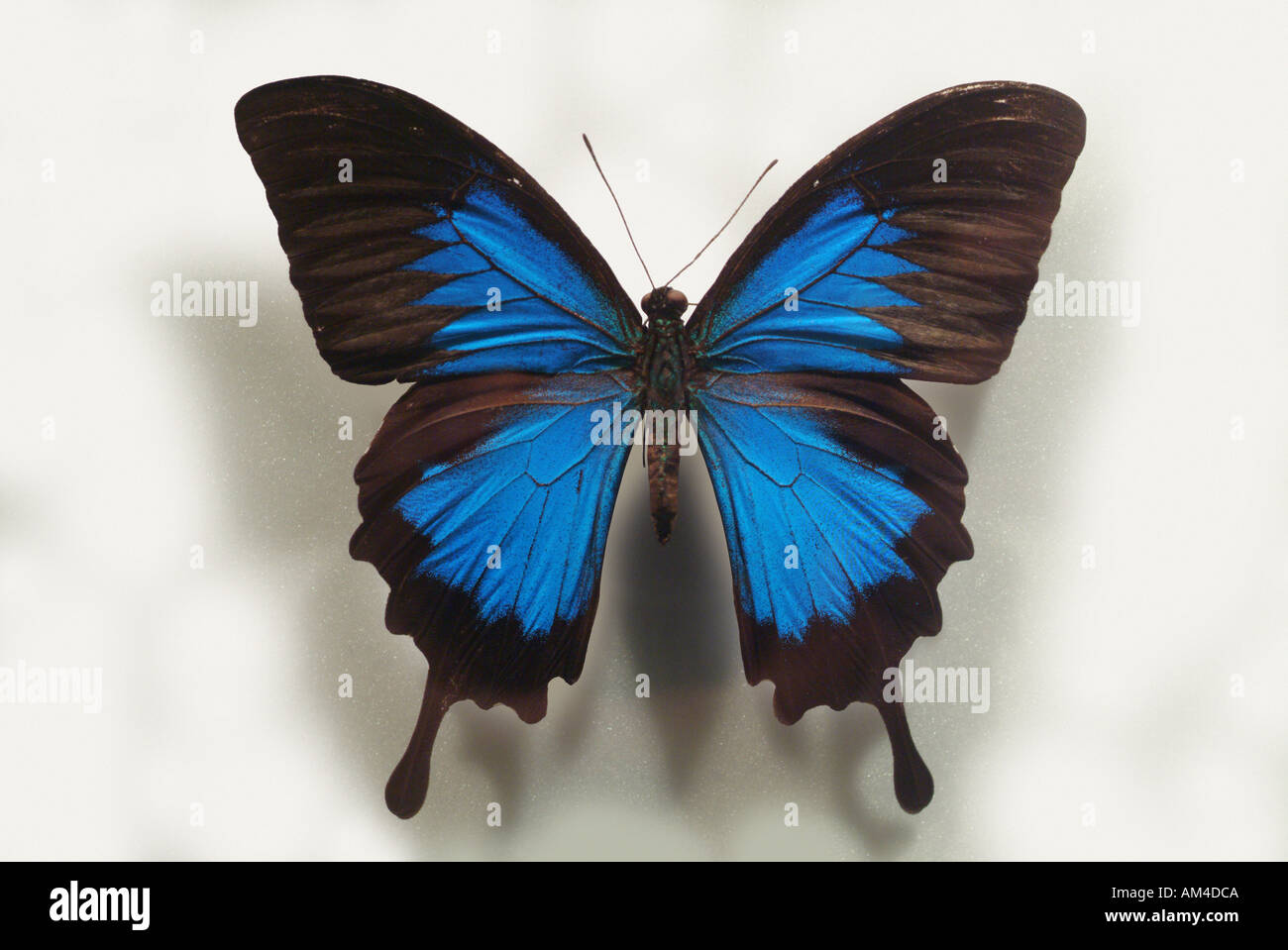 fancy blue butterfly Stock Photo - Alamy