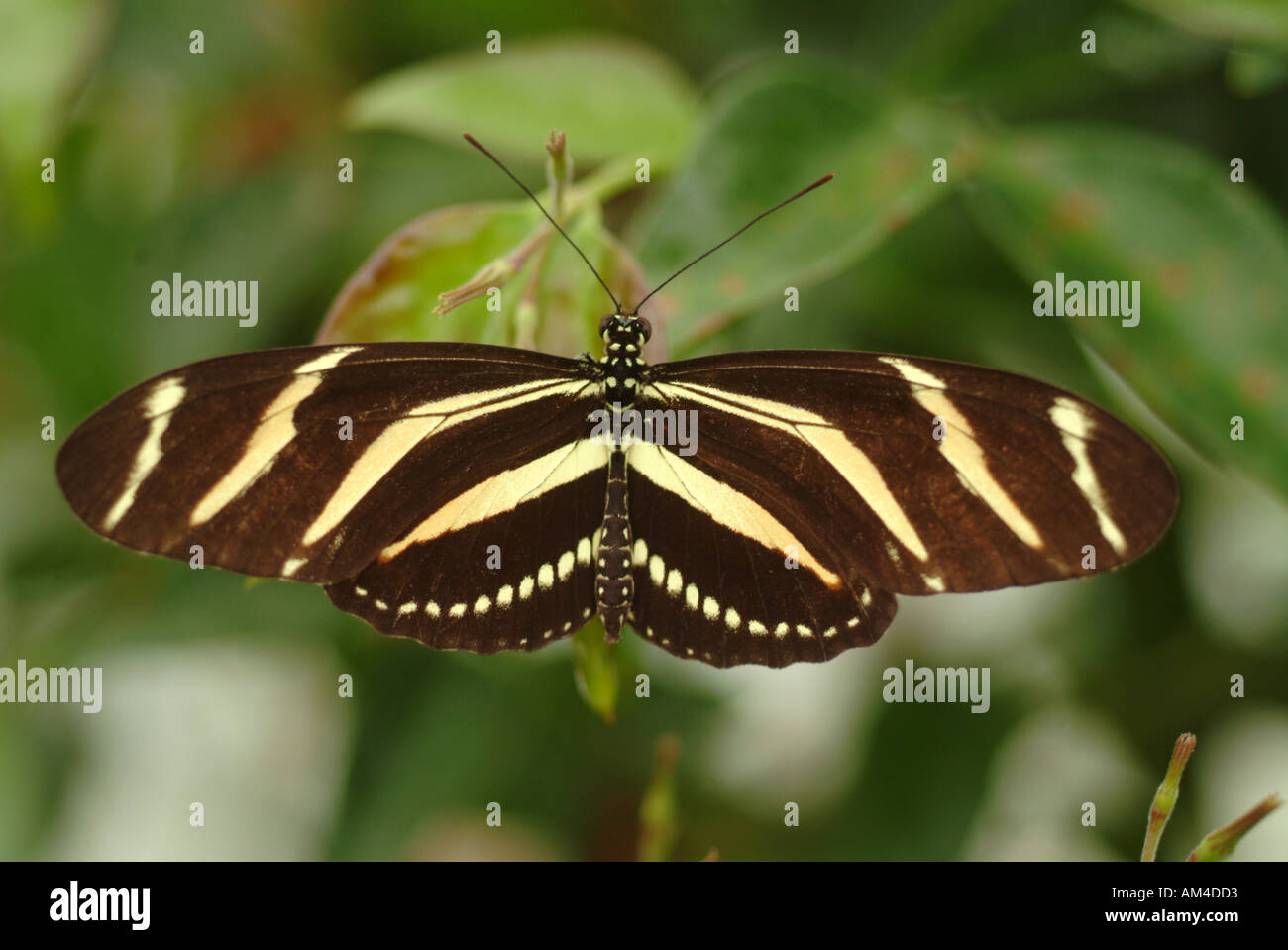 Fancy wings hi-res stock photography and images - Alamy