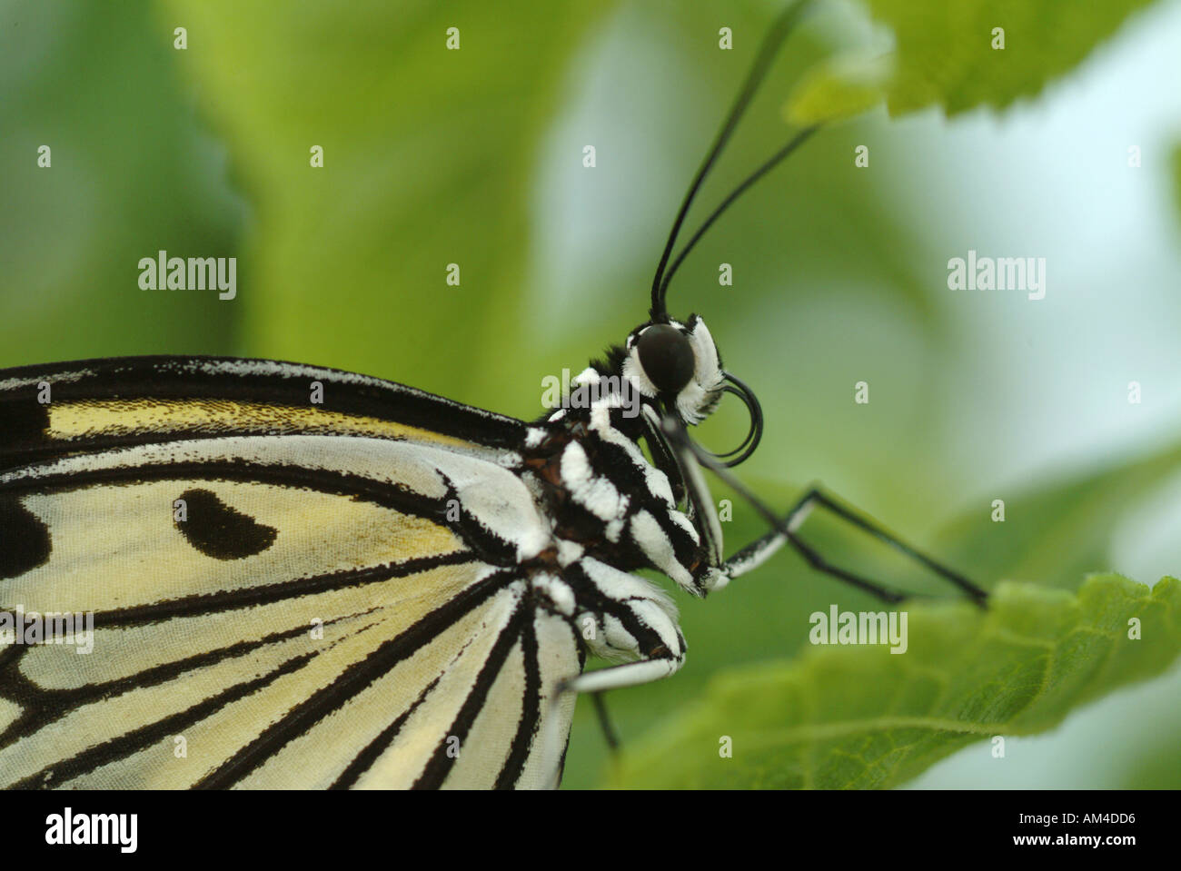fancy yellow monarch butterfly Stock Photo - Alamy