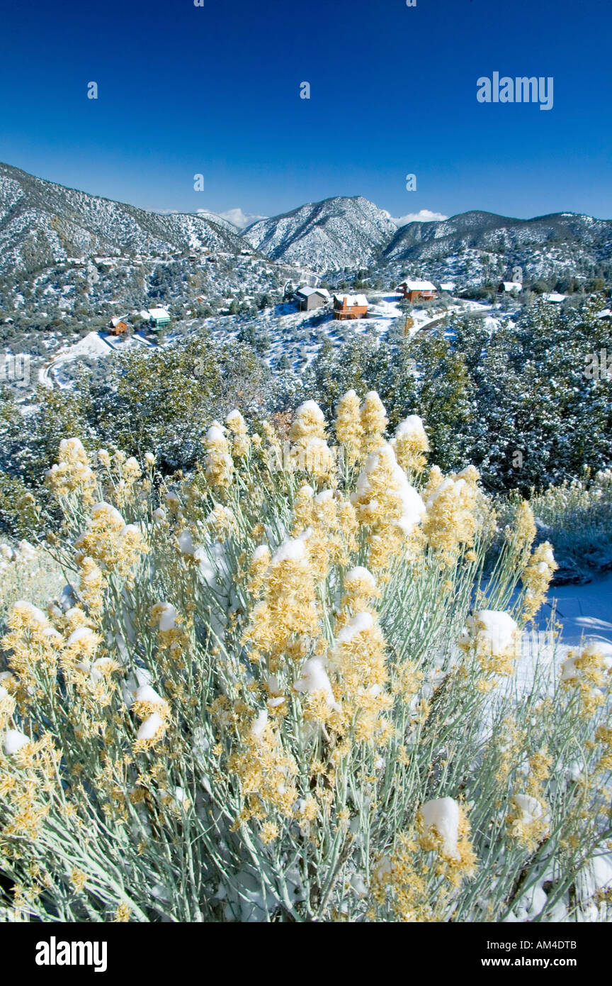 Snowy landscape after winter storm in Pine Mountain Club Kern County ...